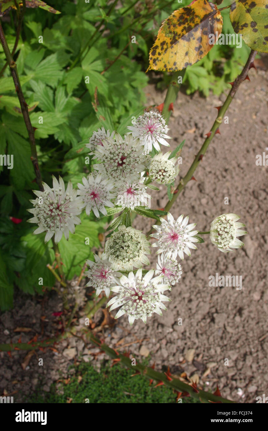 White Astrantia flowers Stock Photo - Alamy