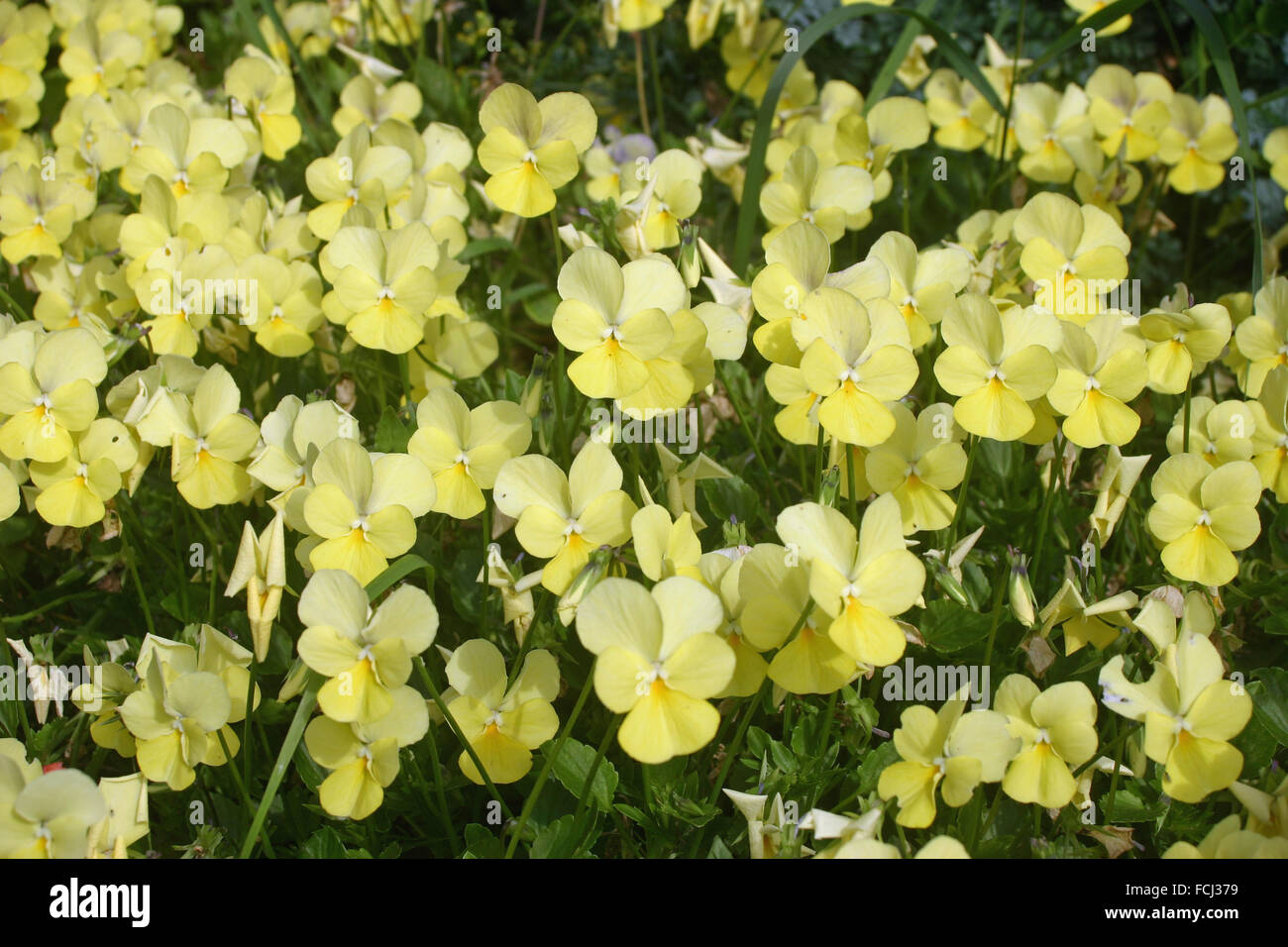 Yellow pansy flowers Stock Photo - Alamy