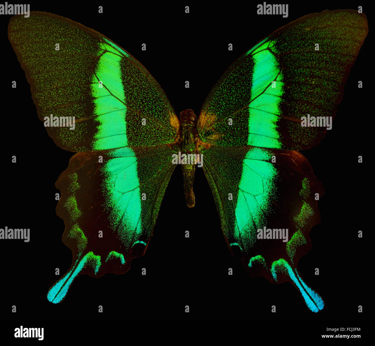Emerald Swallowtail butterfly (Papilio palinurus) on a black background ...
