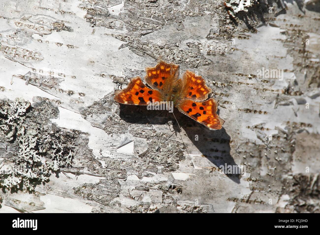 Large Tortoiseshell Butterfly (Nymphalis plychloros), Småland, Sweden ...
