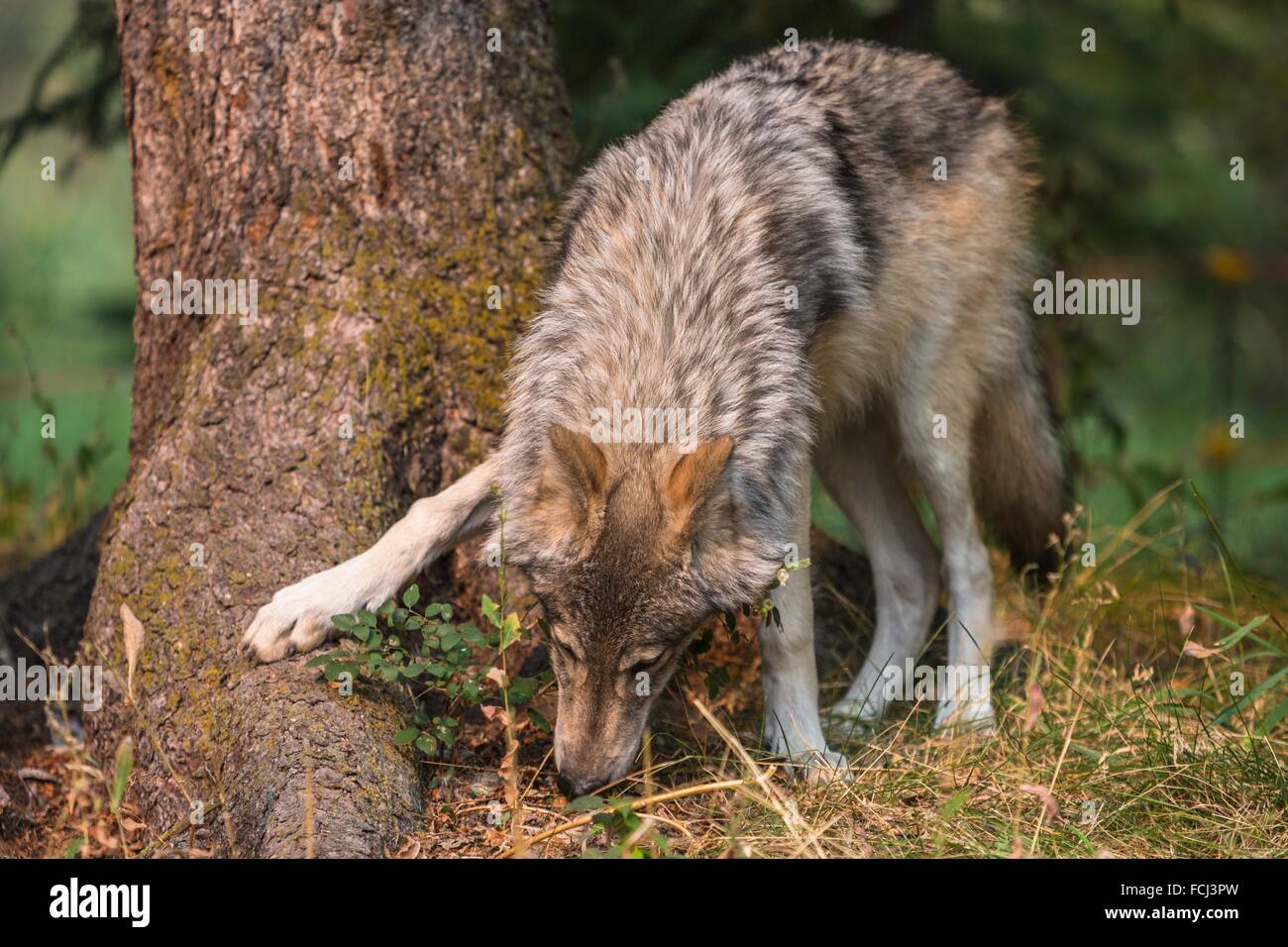 Wolf sniffing hi-res stock photography and images - Alamy