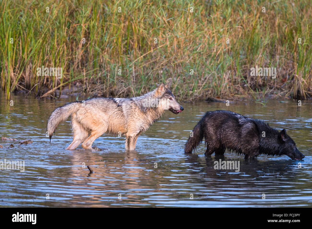 Two wolves playing in water hi-res stock photography and images - Alamy