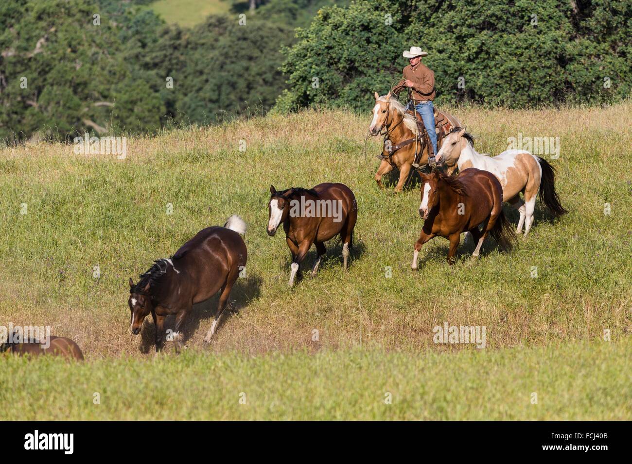 Cowboy Rounding Up Horses High Resolution Stock Photography and Images ...