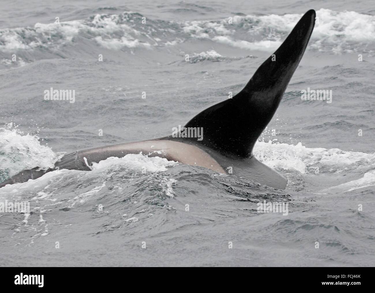 Whale killer orcinus orca hi-res stock photography and images - Alamy