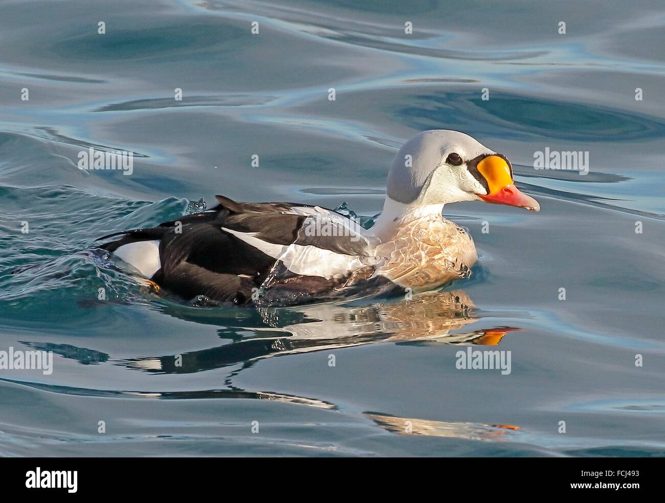 King eider image hi-res stock photography and images - Alamy