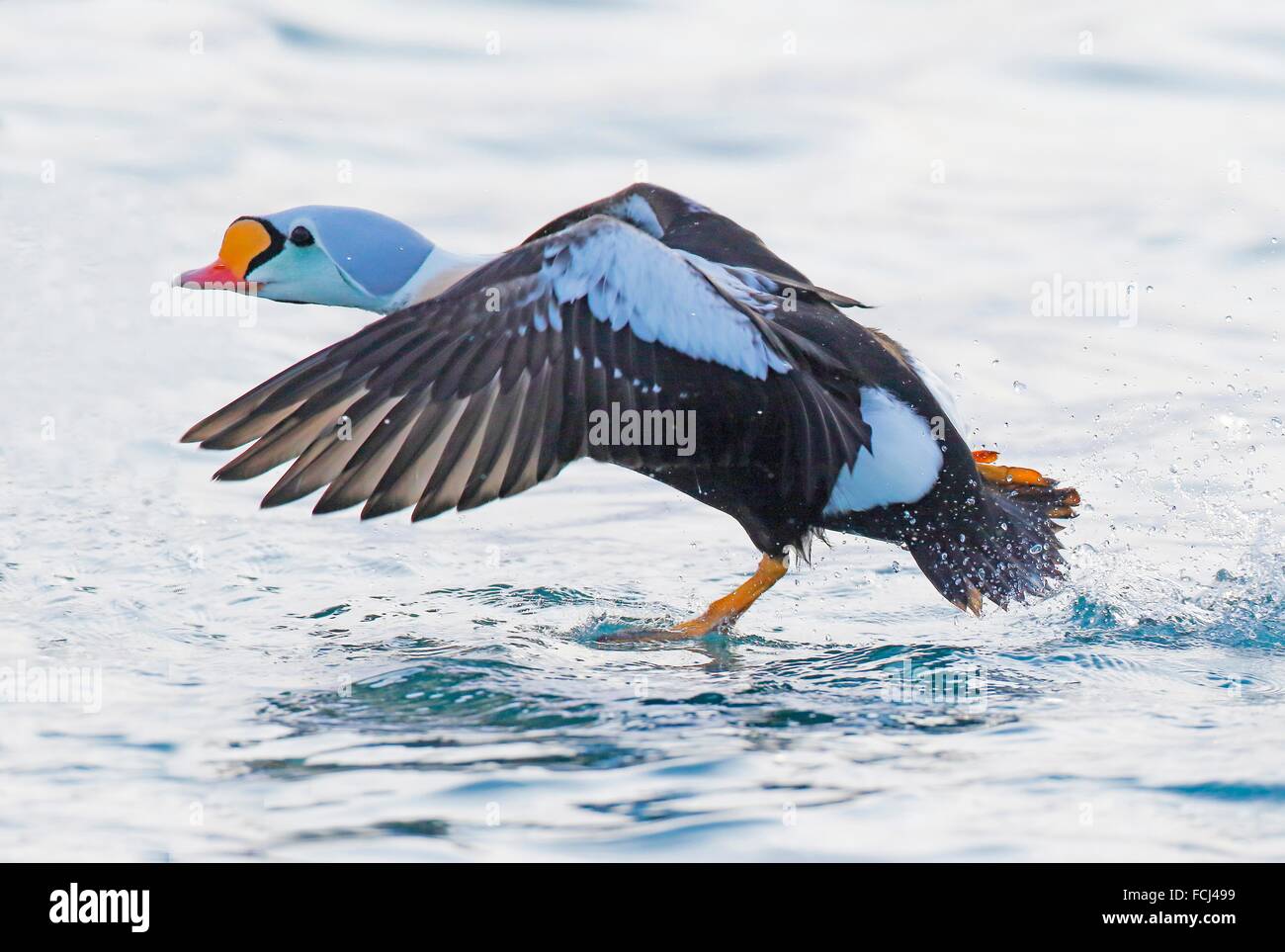 King eider image hi-res stock photography and images - Alamy