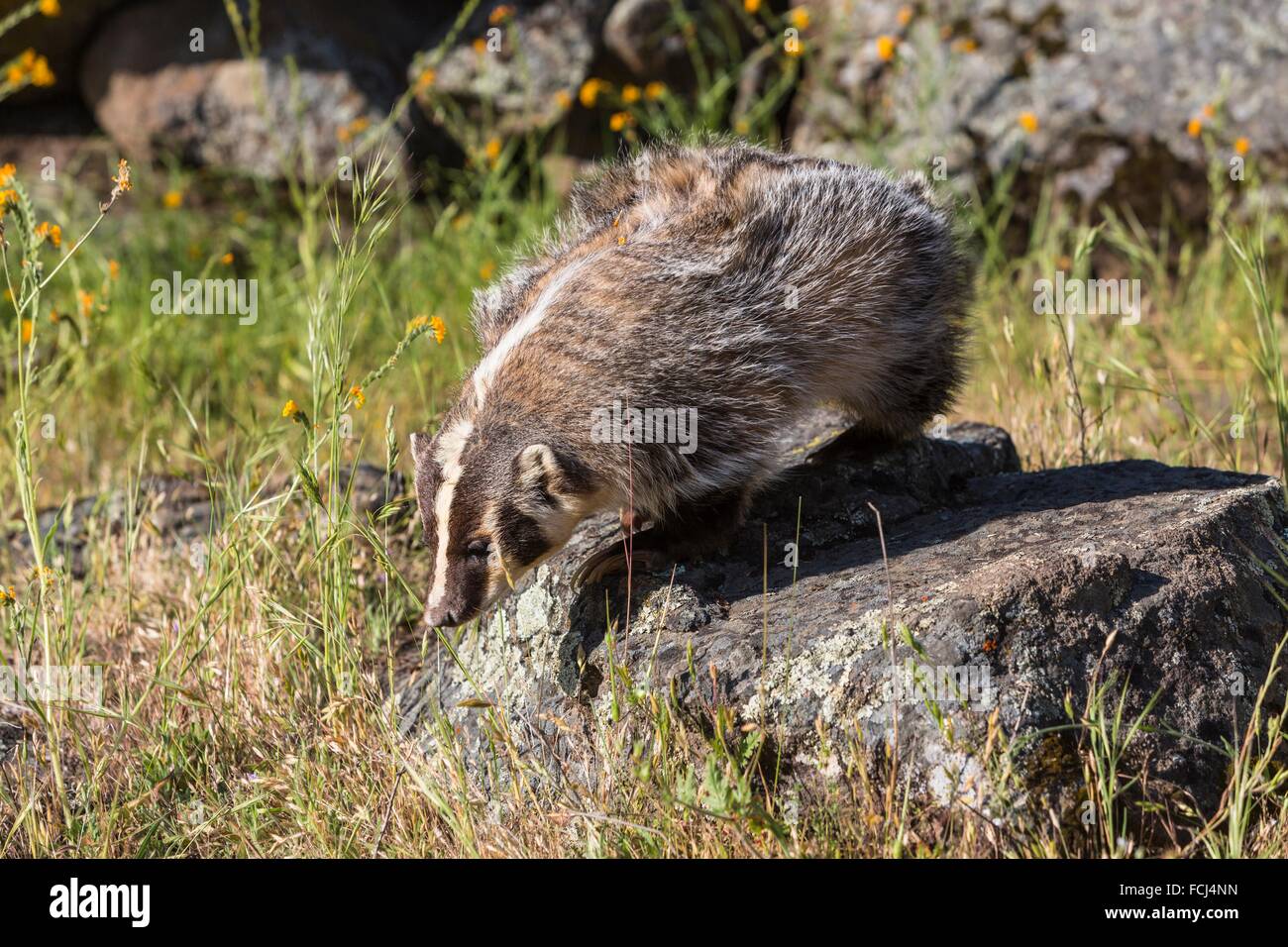 North american badger hi-res stock photography and images - Alamy