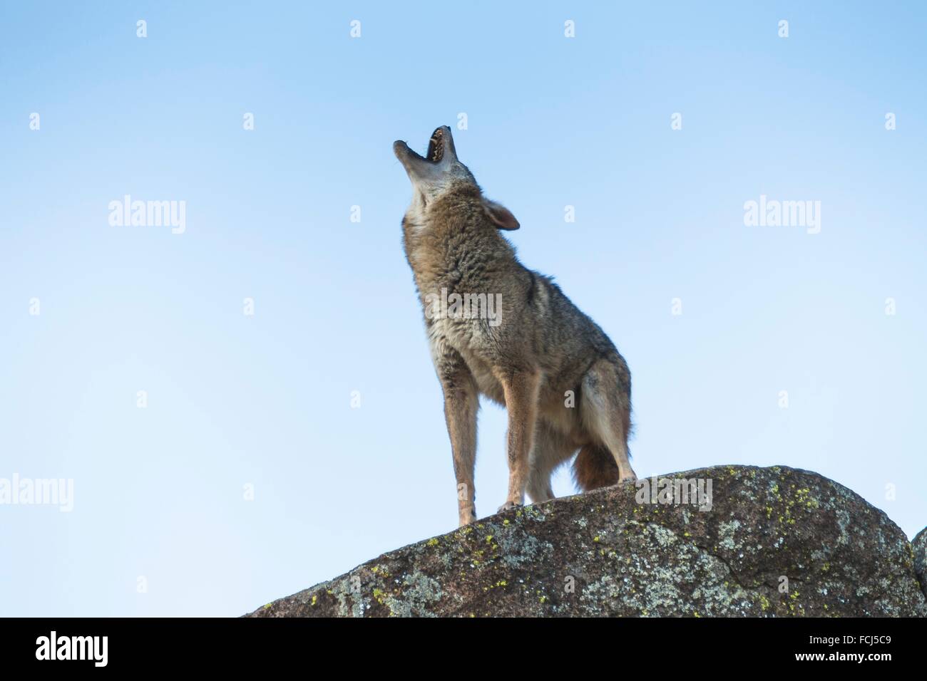 Howling coyote hi-res stock photography and images - Alamy
