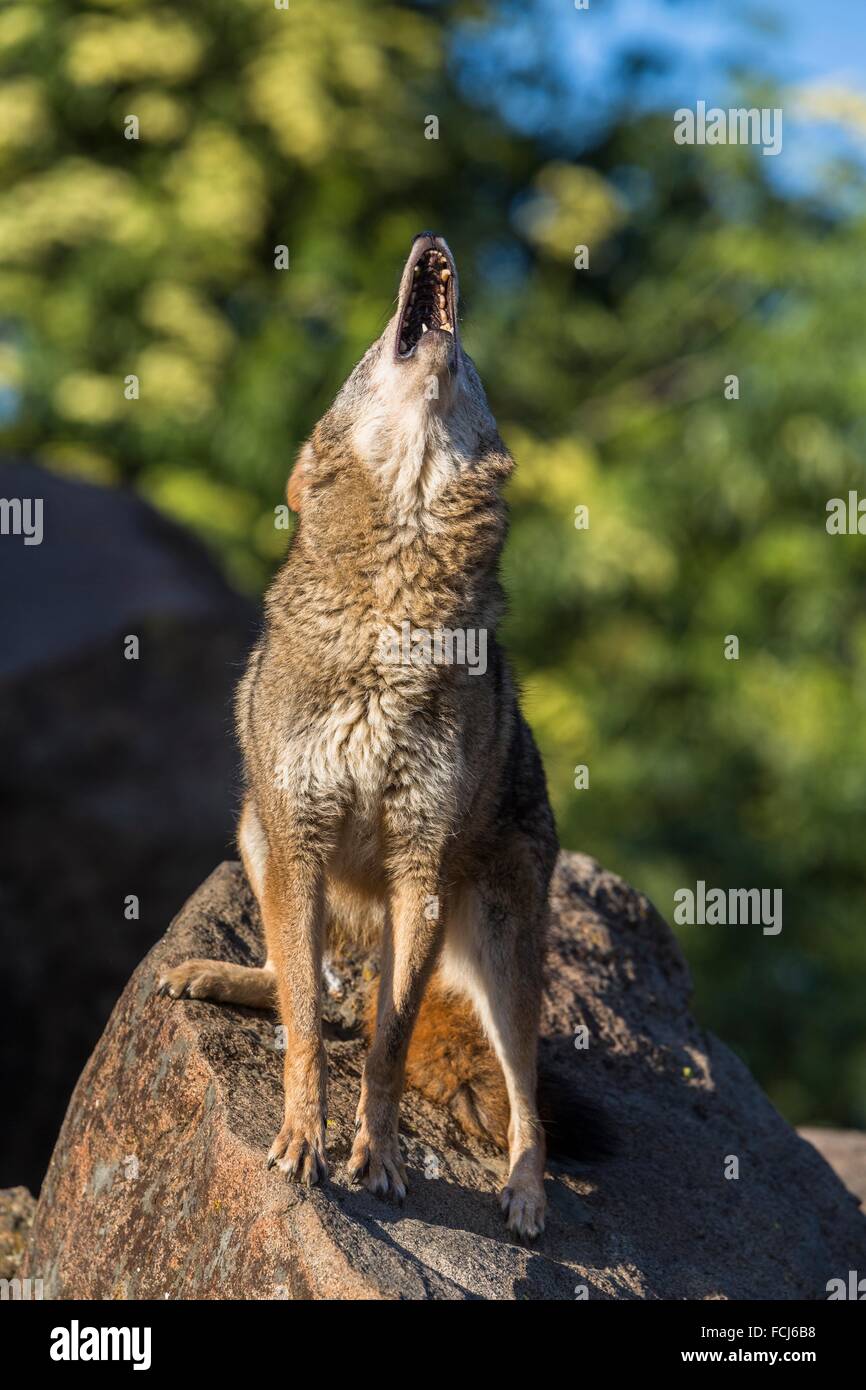 Howling coyote hi-res stock photography and images - Alamy
