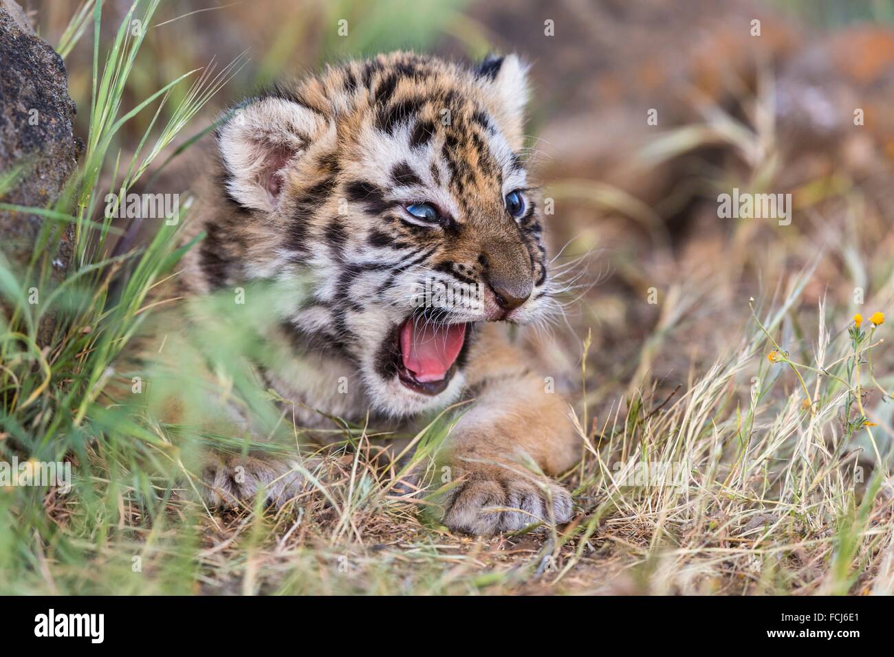 Meowing High Resolution Stock Photography and Images - Alamy