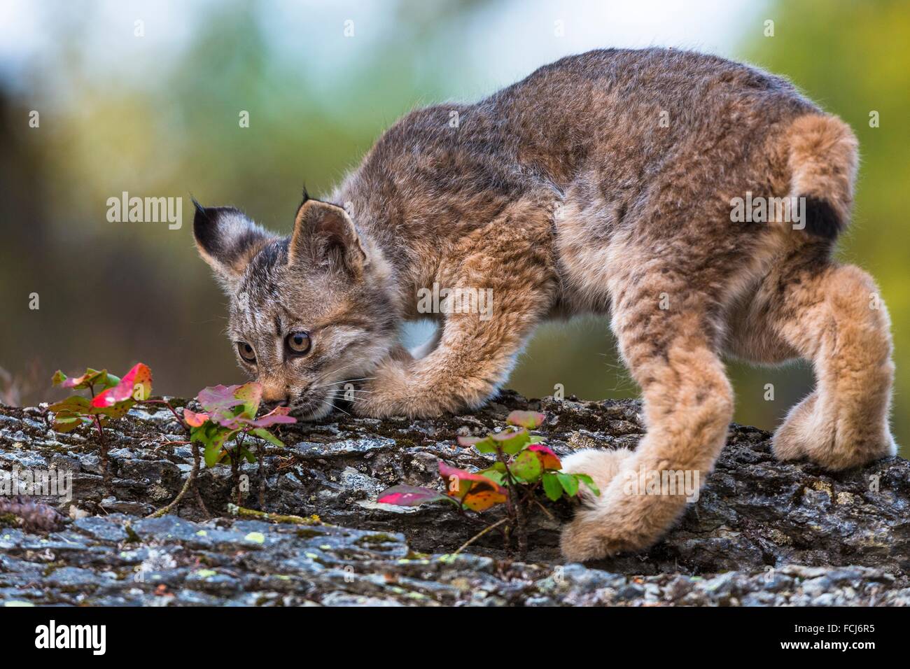 Cute little Canadian Lynx kitten (Lynx canadensis) playing with leafs ...