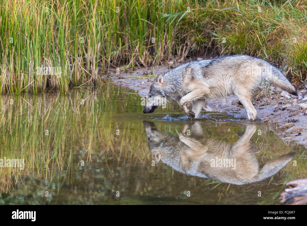 Wolf water hi-res stock photography and images - Alamy