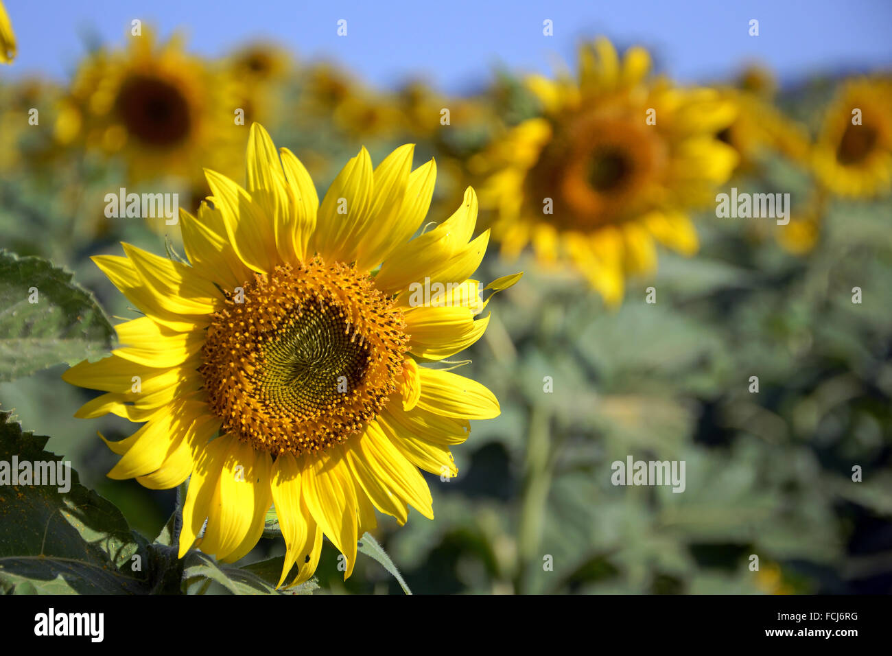 Yellow sunflower field natural agriculture hi-res stock photography and ...