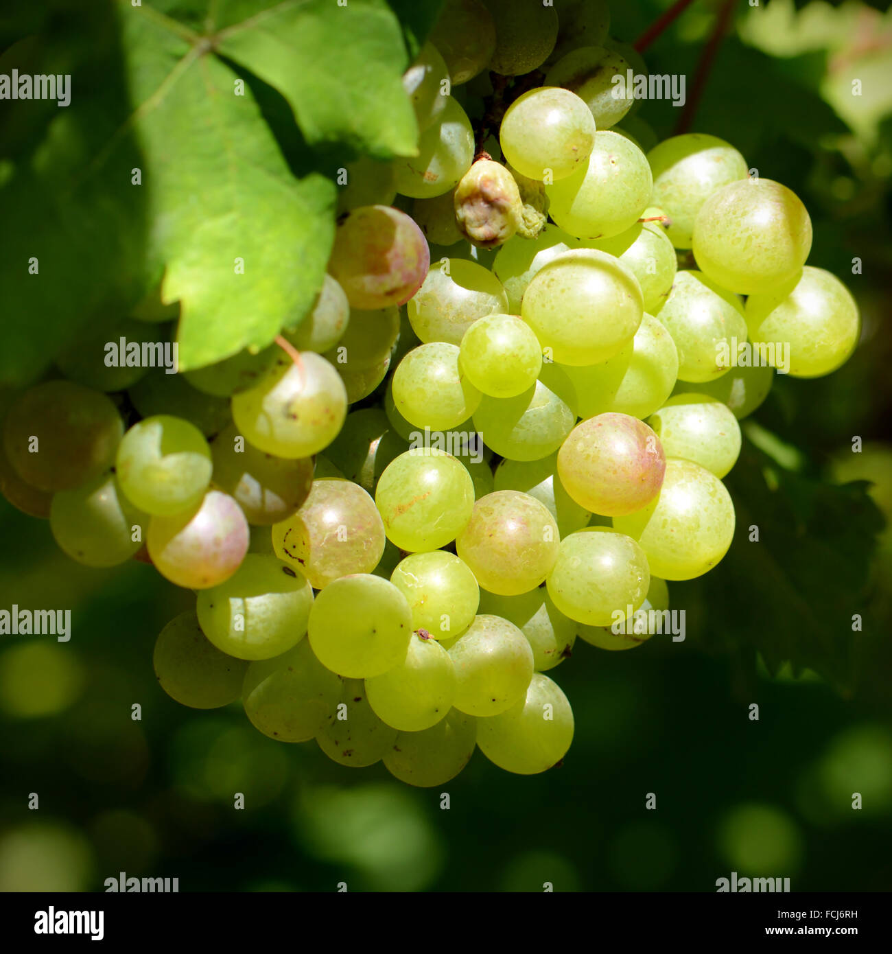 Young seedless grape in the vineyard Stock Photo - Alamy