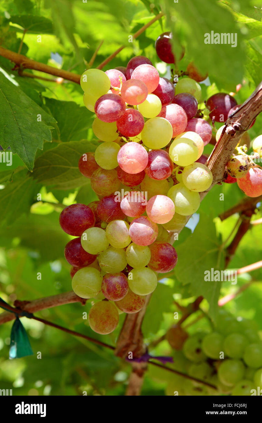 Young seedless grape in the vineyard Stock Photo - Alamy