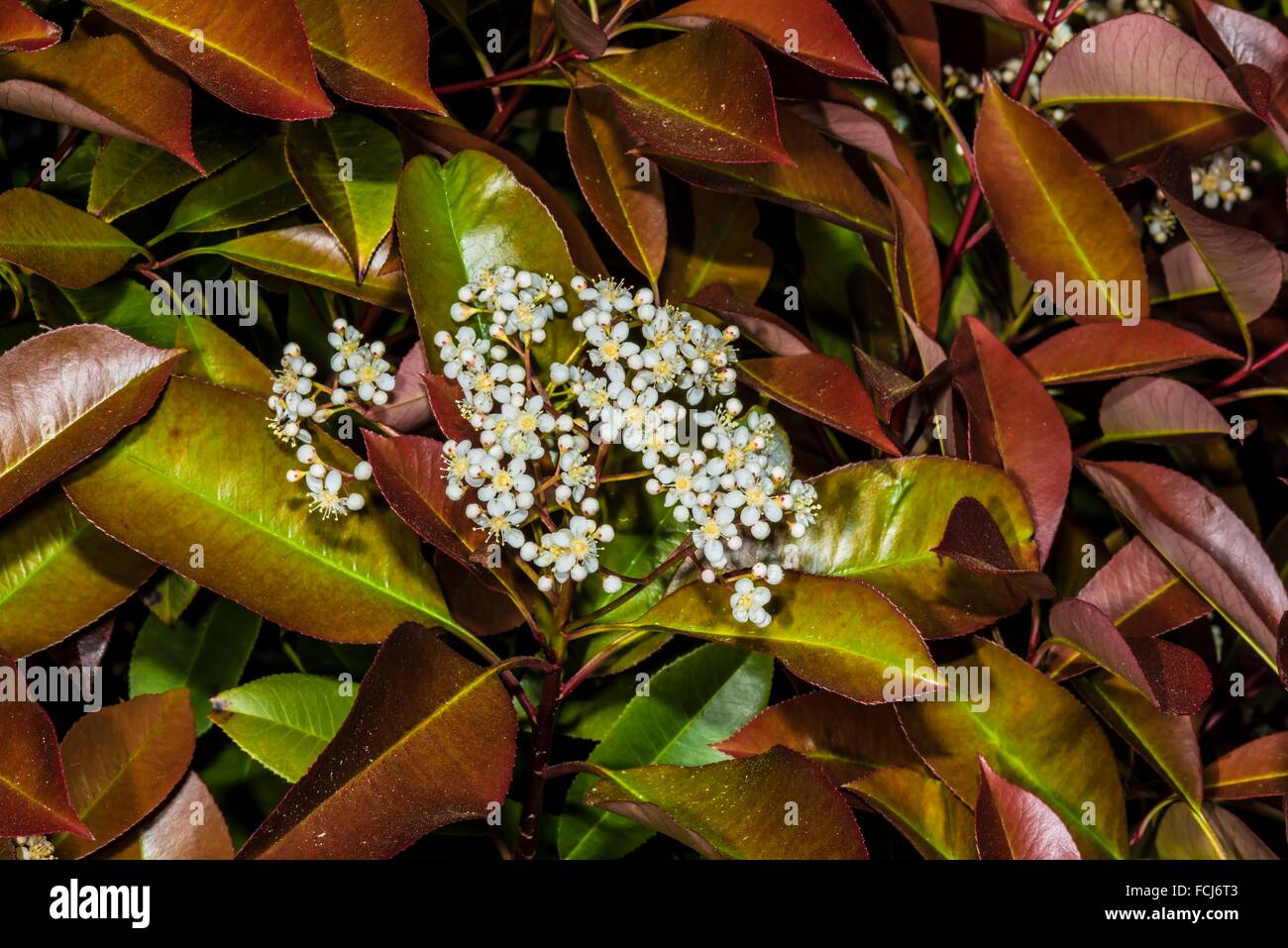 Photina hi-res stock photography and images - Alamy