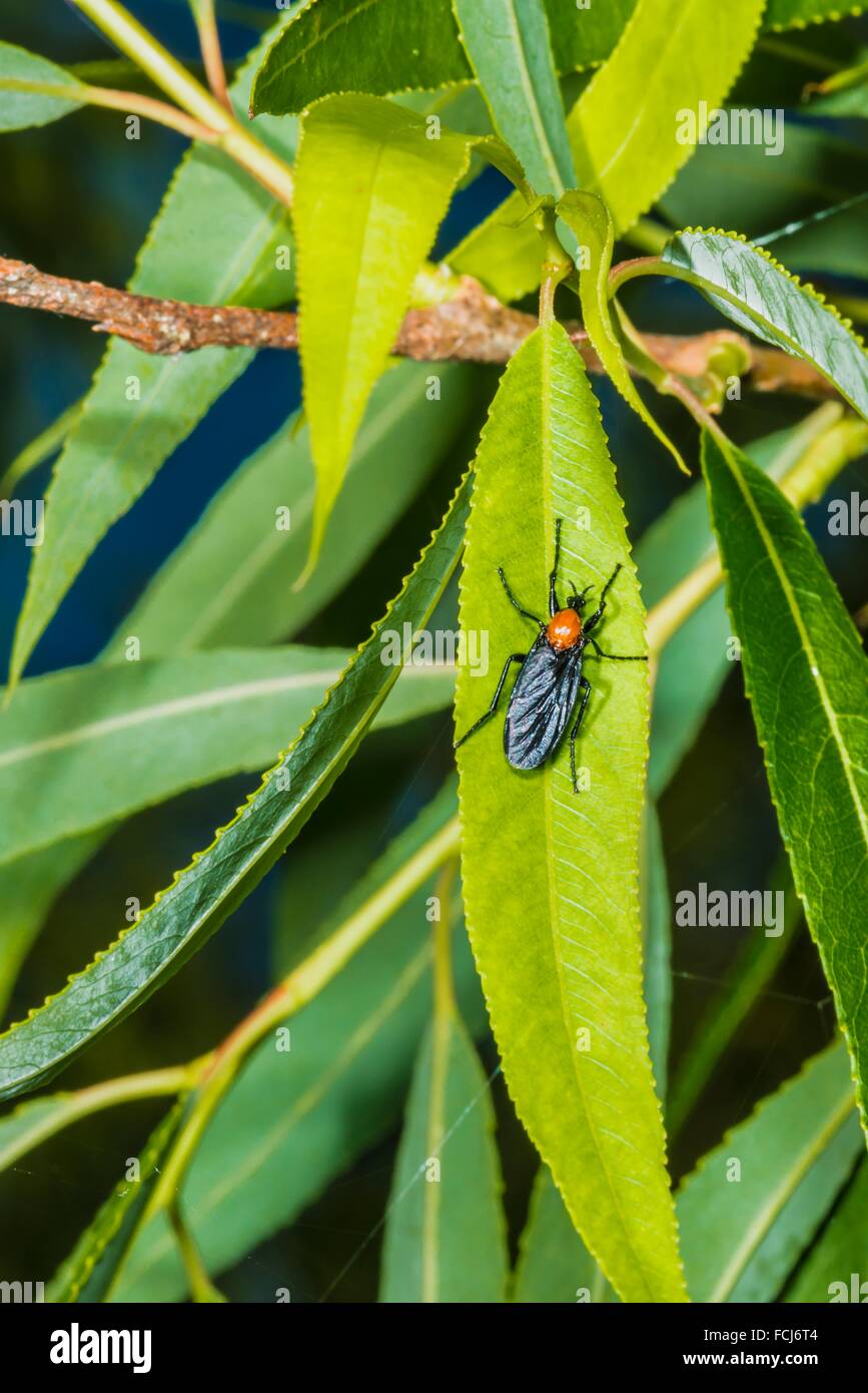 Leaf skeletonizer moth hi-res stock photography and images - Alamy