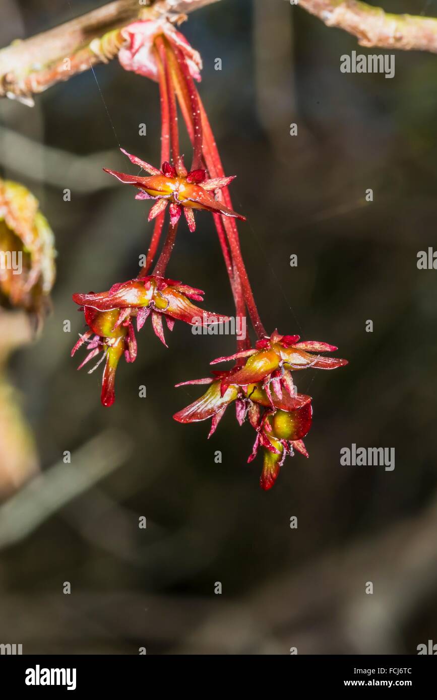 Acer rubrum female hi-res stock photography and images - Alamy