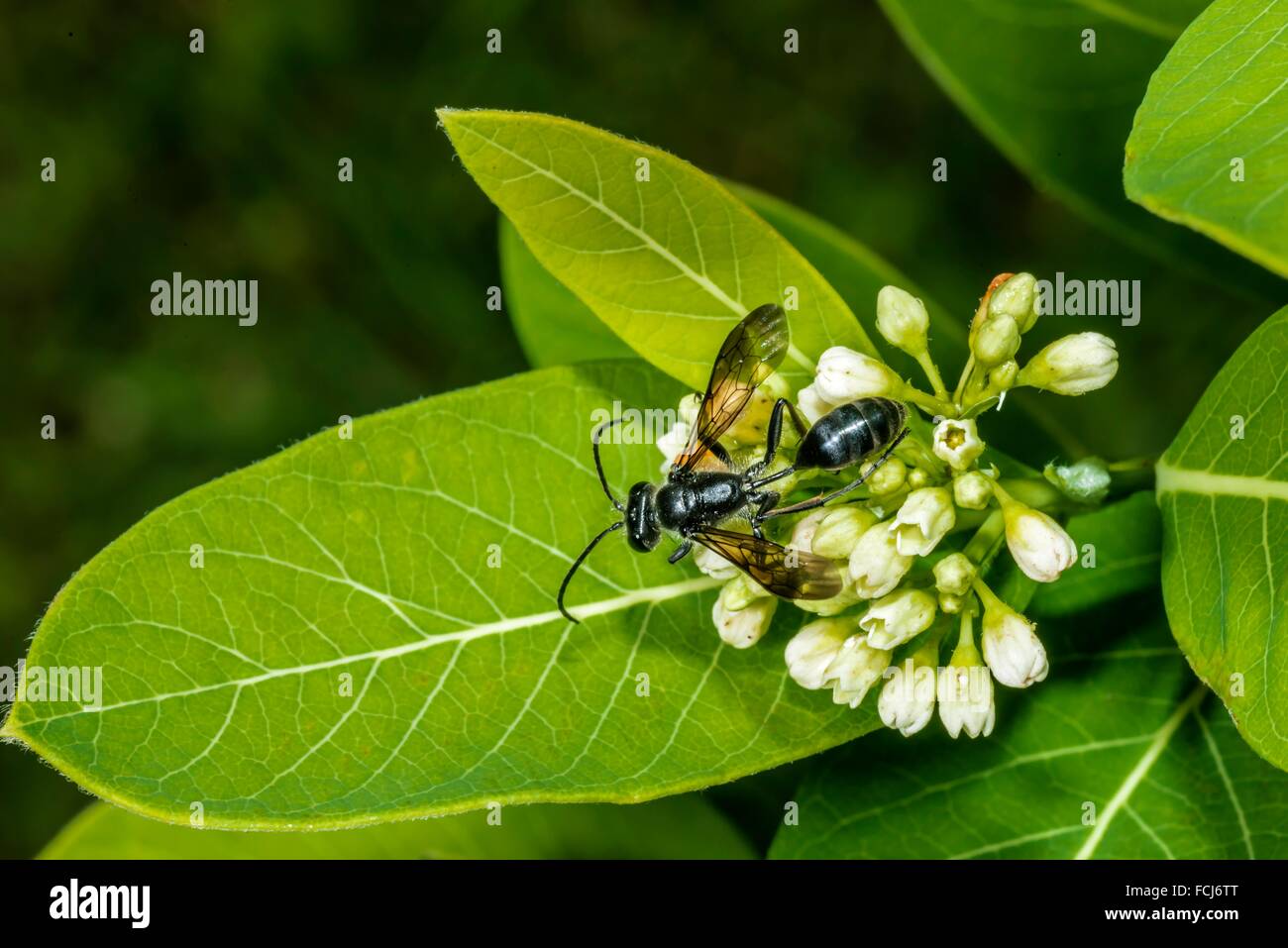 Blue mud dauber hi-res stock photography and images - Alamy