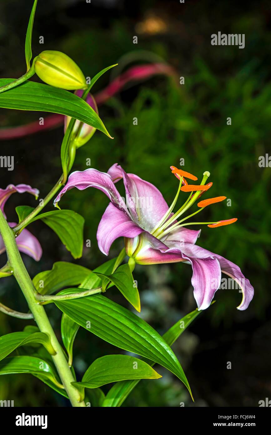 Corolla plant hi-res stock photography and images - Alamy