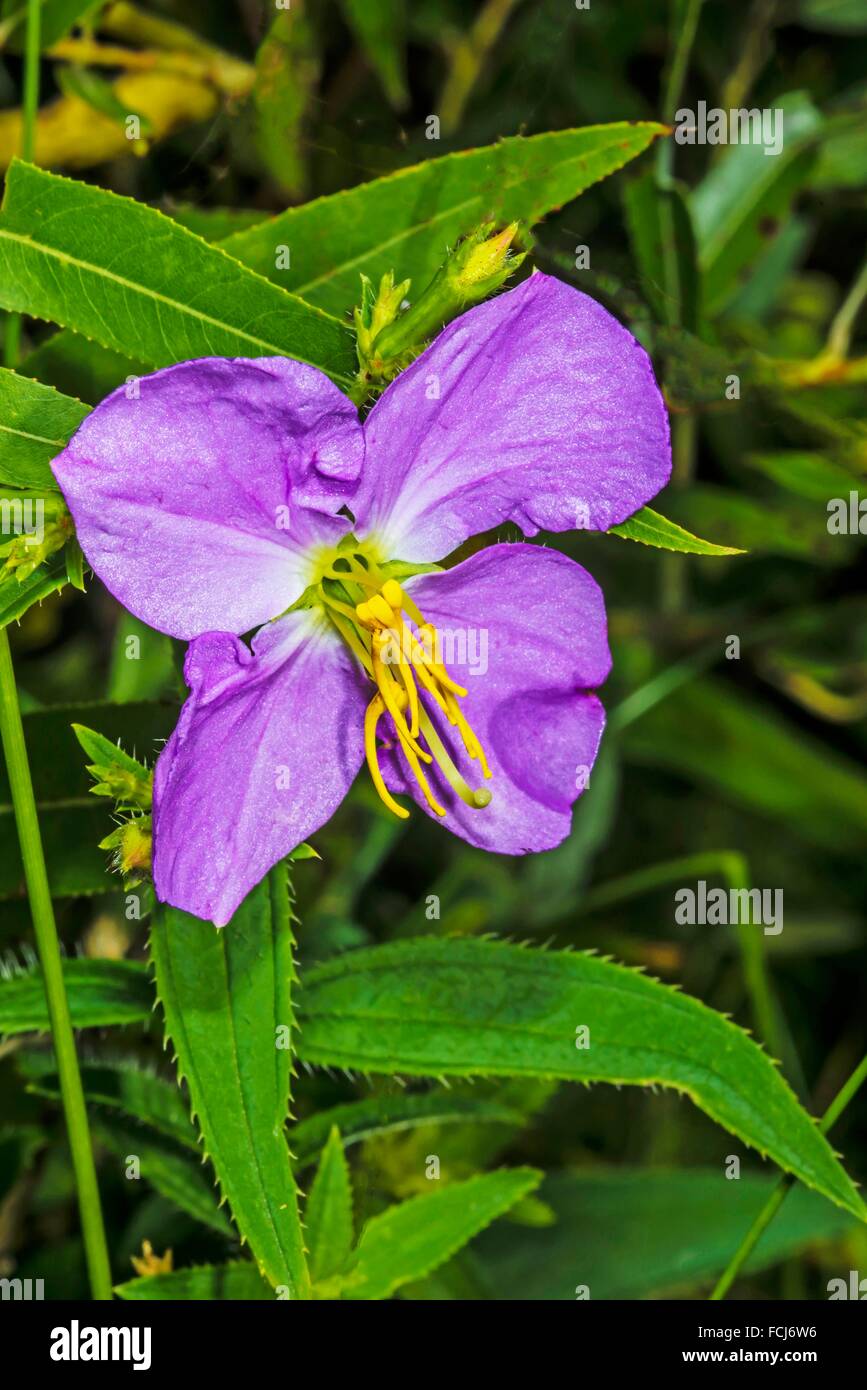 Flowe hi-res stock photography and images - Alamy
