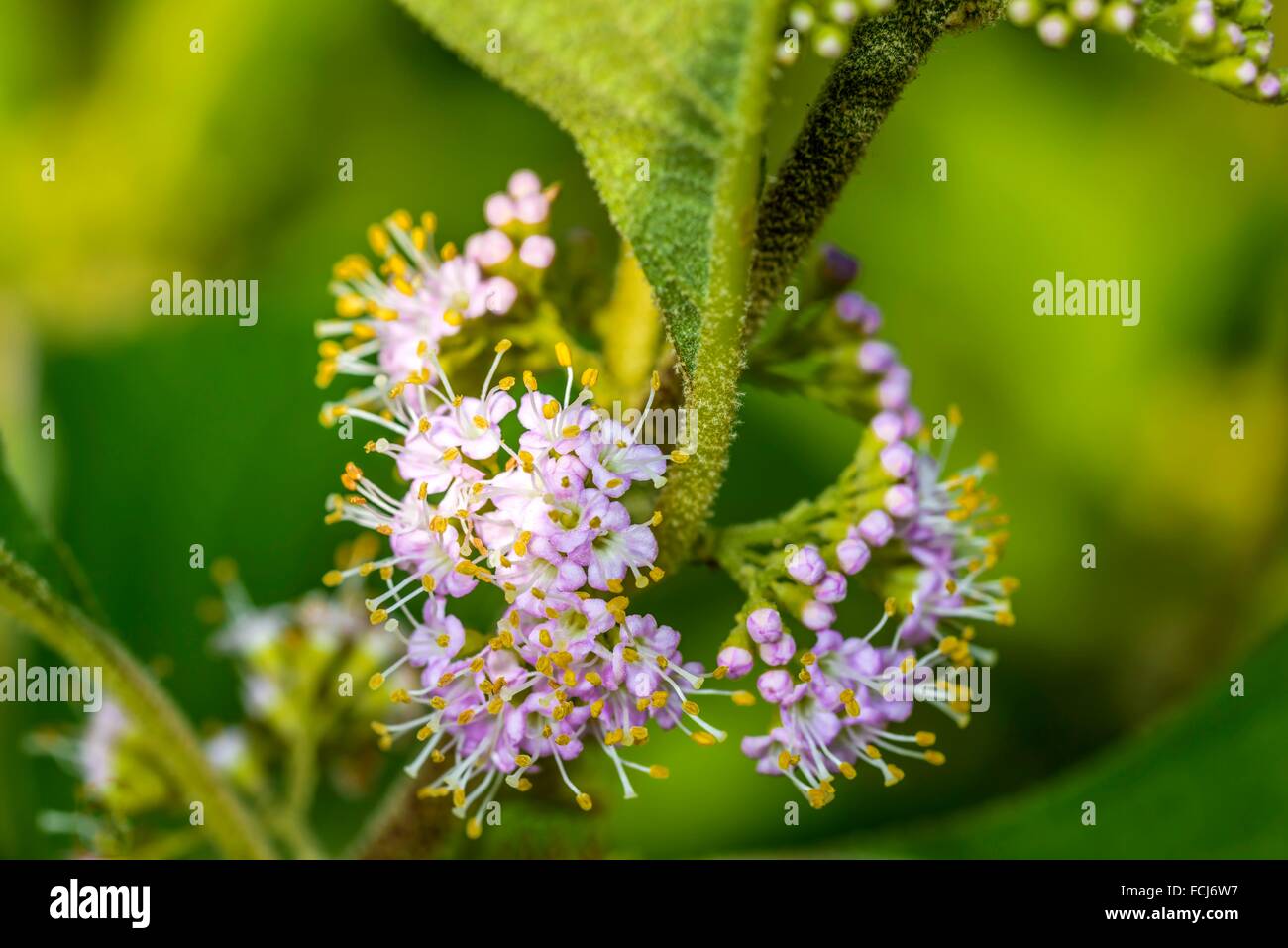 Beauty Berry (Callicarpa americana) Flowers Stock Photo - Alamy