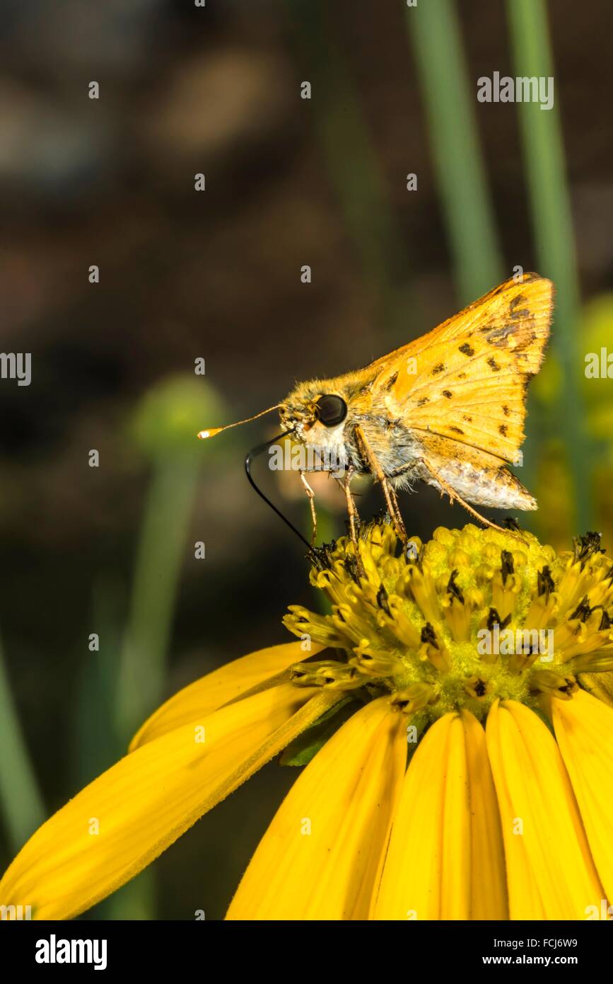 Cutleaf daisy hi-res stock photography and images - Alamy