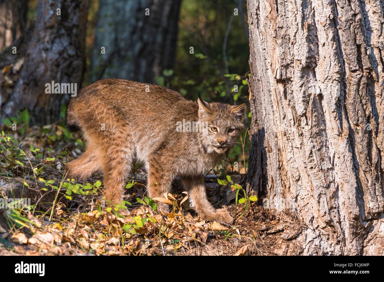 Canada Lynx In Captivity High Resolution Stock Photography and Images ...