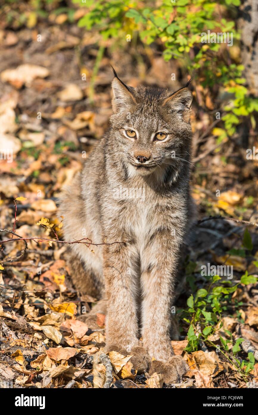 Canada Lynx In Captivity High Resolution Stock Photography and Images ...