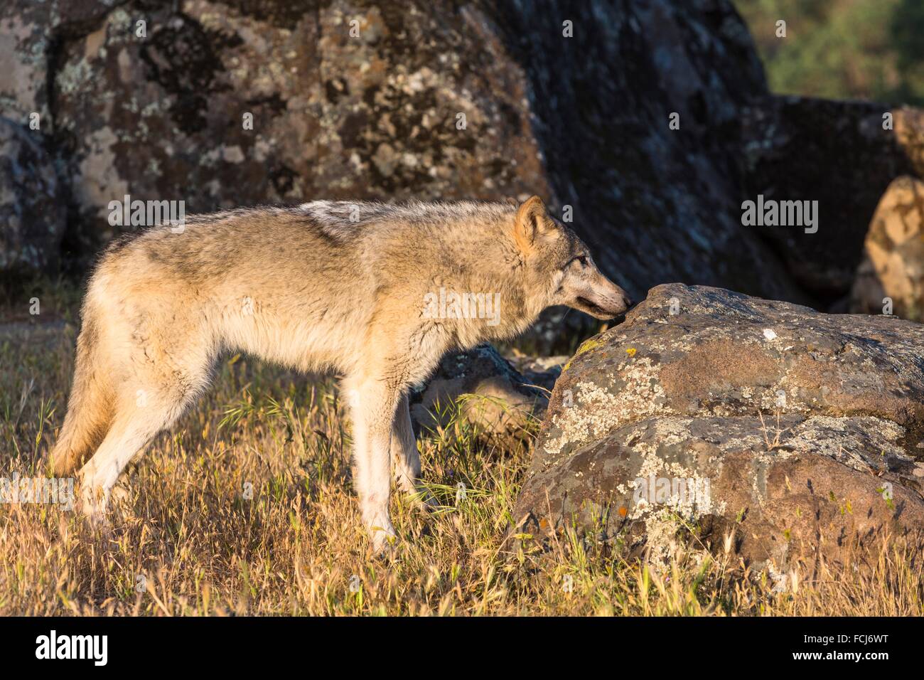 California gray wolf hi-res stock photography and images - Alamy