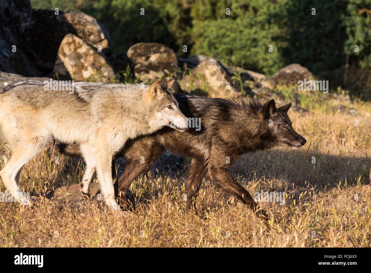 Juvenile wolves hi-res stock photography and images - Alamy