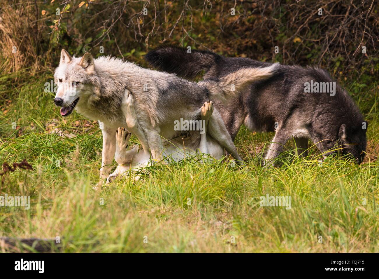 Juvenile wolves hi-res stock photography and images - Alamy