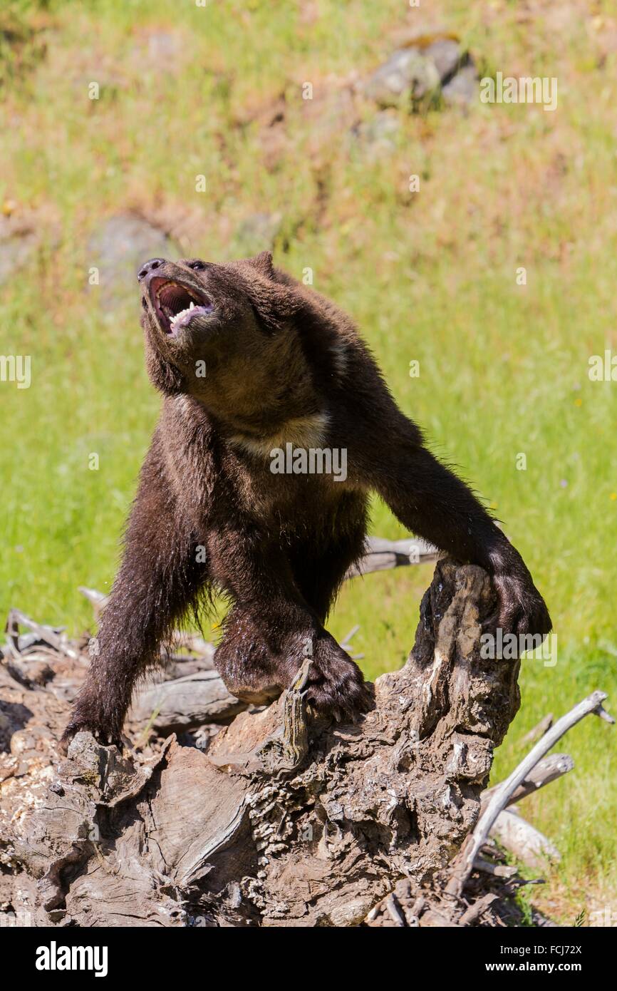California grizzly bear hi-res stock photography and images - Alamy
