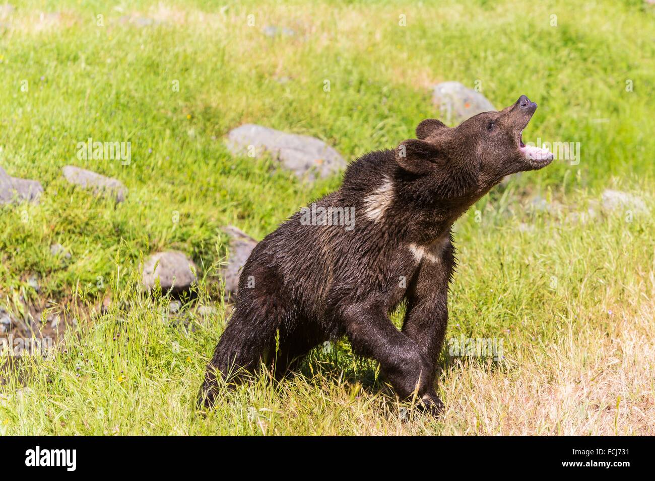 California grizzly bear hi-res stock photography and images - Alamy