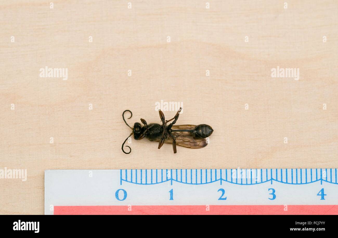 Insect measure hi-res stock photography and images - Alamy