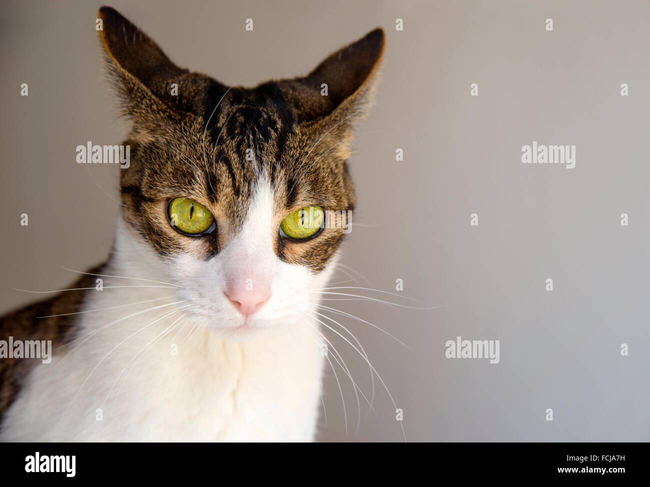 Looking startled hi-res stock photography and images - Alamy