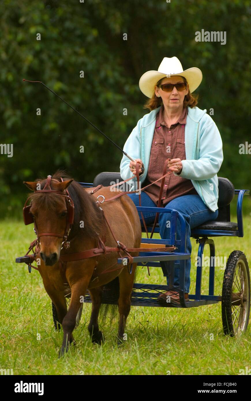 Miniature Horse Cart High Resolution Stock Photography and Images - Alamy