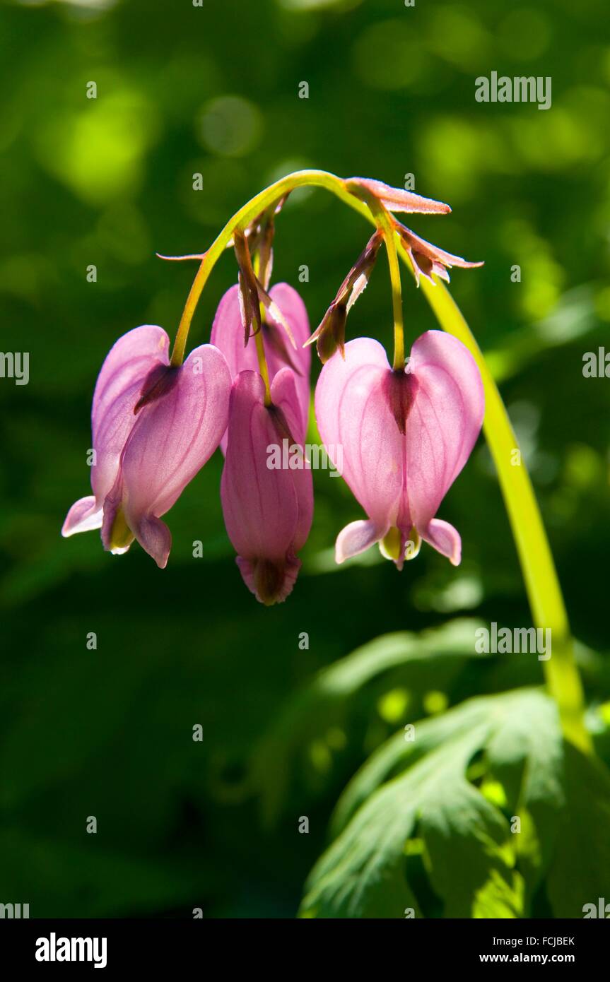 Bleeding heart, Bushs Pasture Park, Salem, Oregon Stock Photo - Alamy
