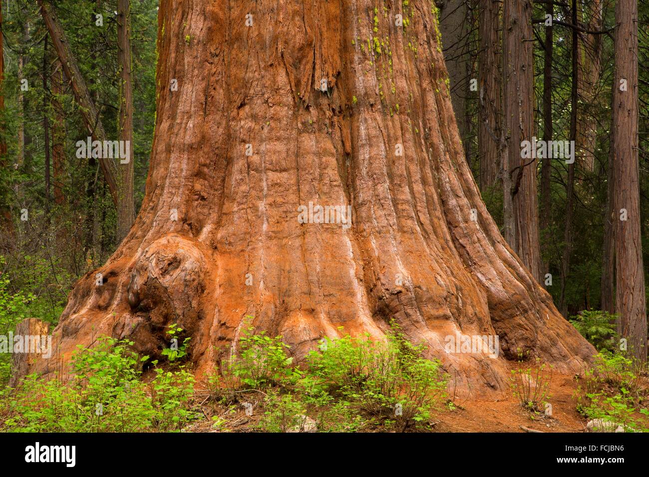 Calaveras grove big tree hi-res stock photography and images - Alamy