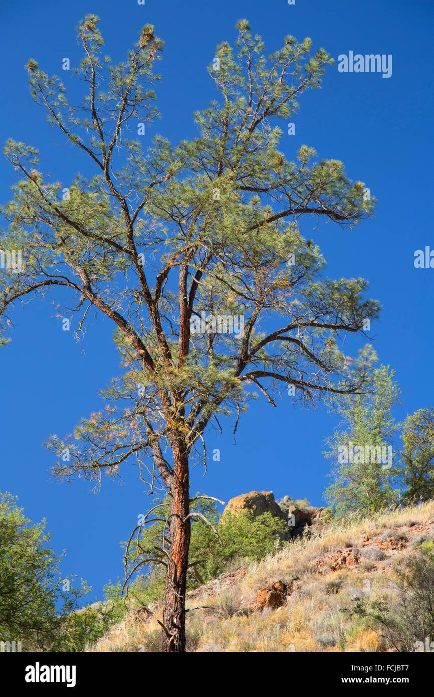 Gray pine (Pinus sabineana) along Old Pinnacles Trail, Pinnacles ...