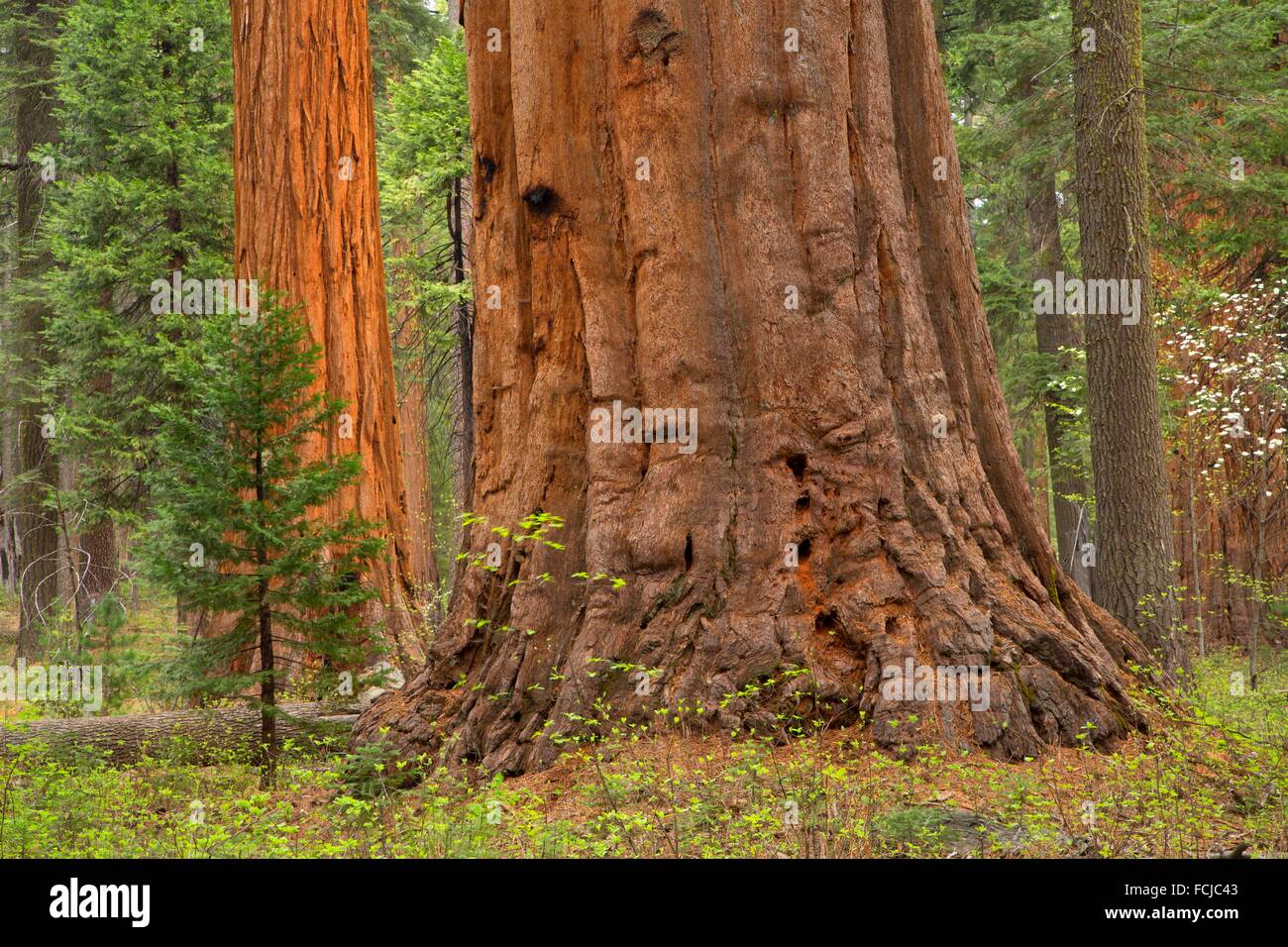 Calaveras grove big tree hi-res stock photography and images - Alamy
