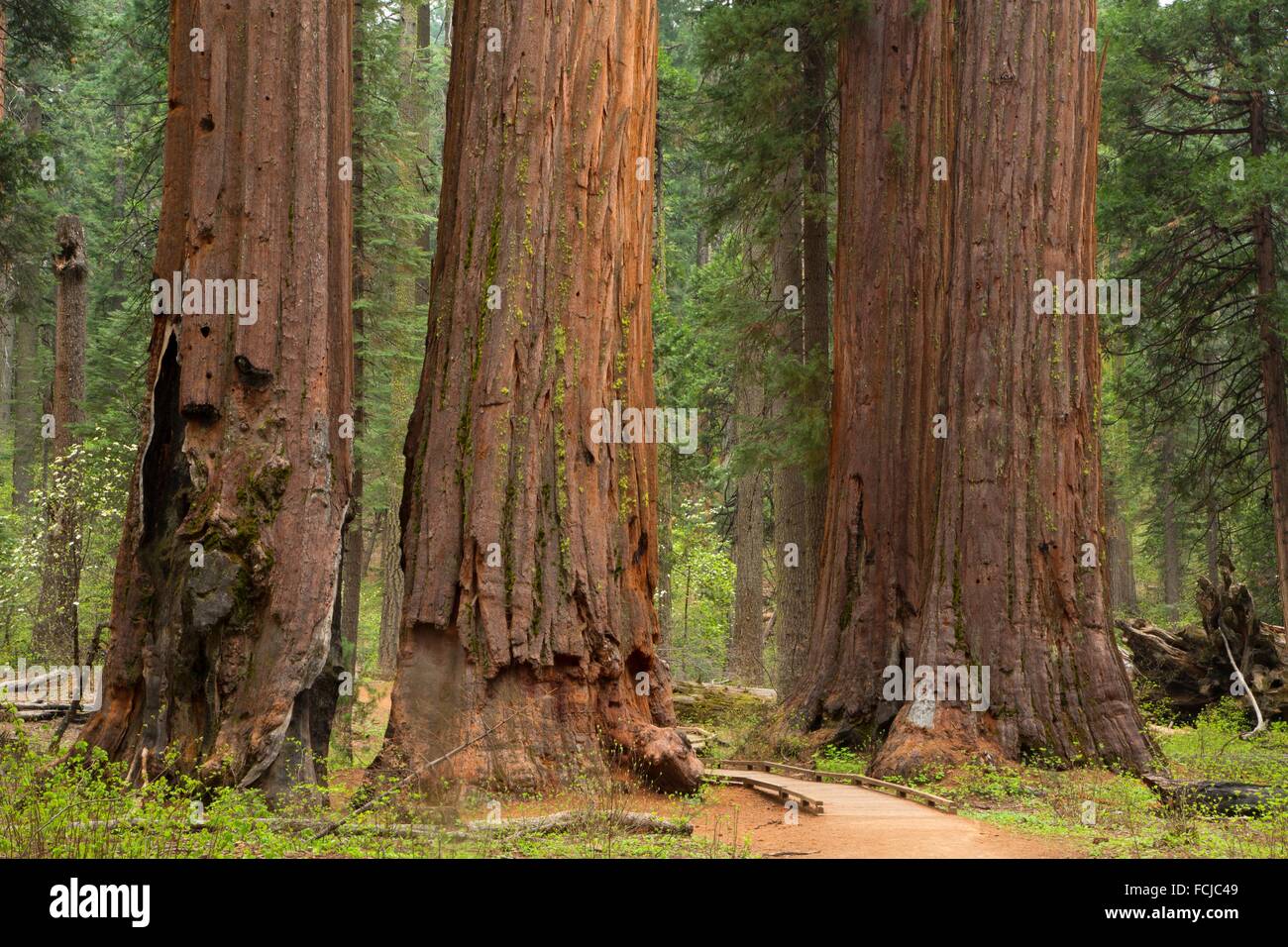 Calaveras grove big tree hi-res stock photography and images - Alamy