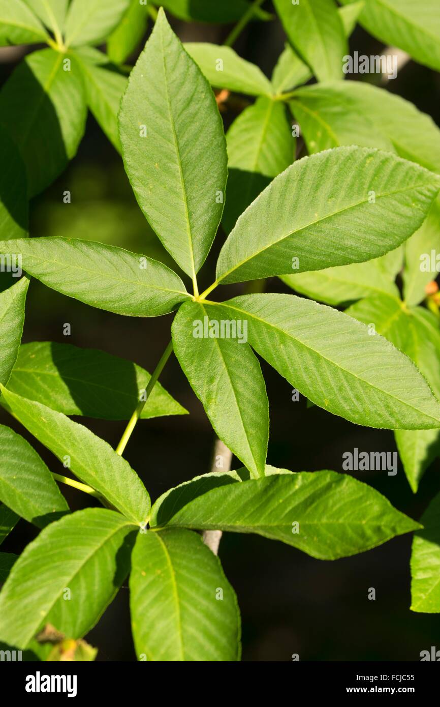 California buckeye aesculus californica hi-res stock photography and ...