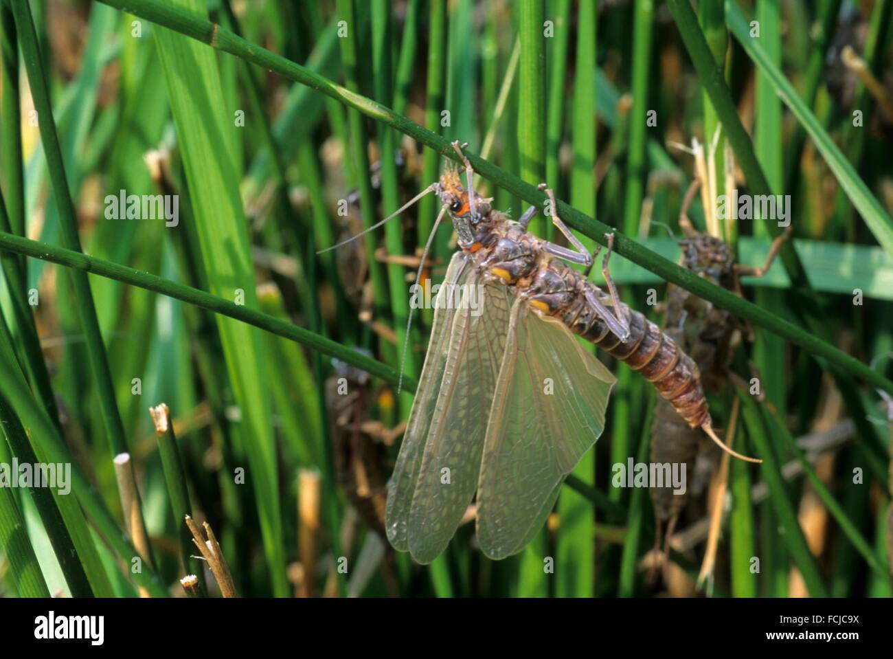 Rogue State Stock Photos & Rogue State Stock Images - Alamy