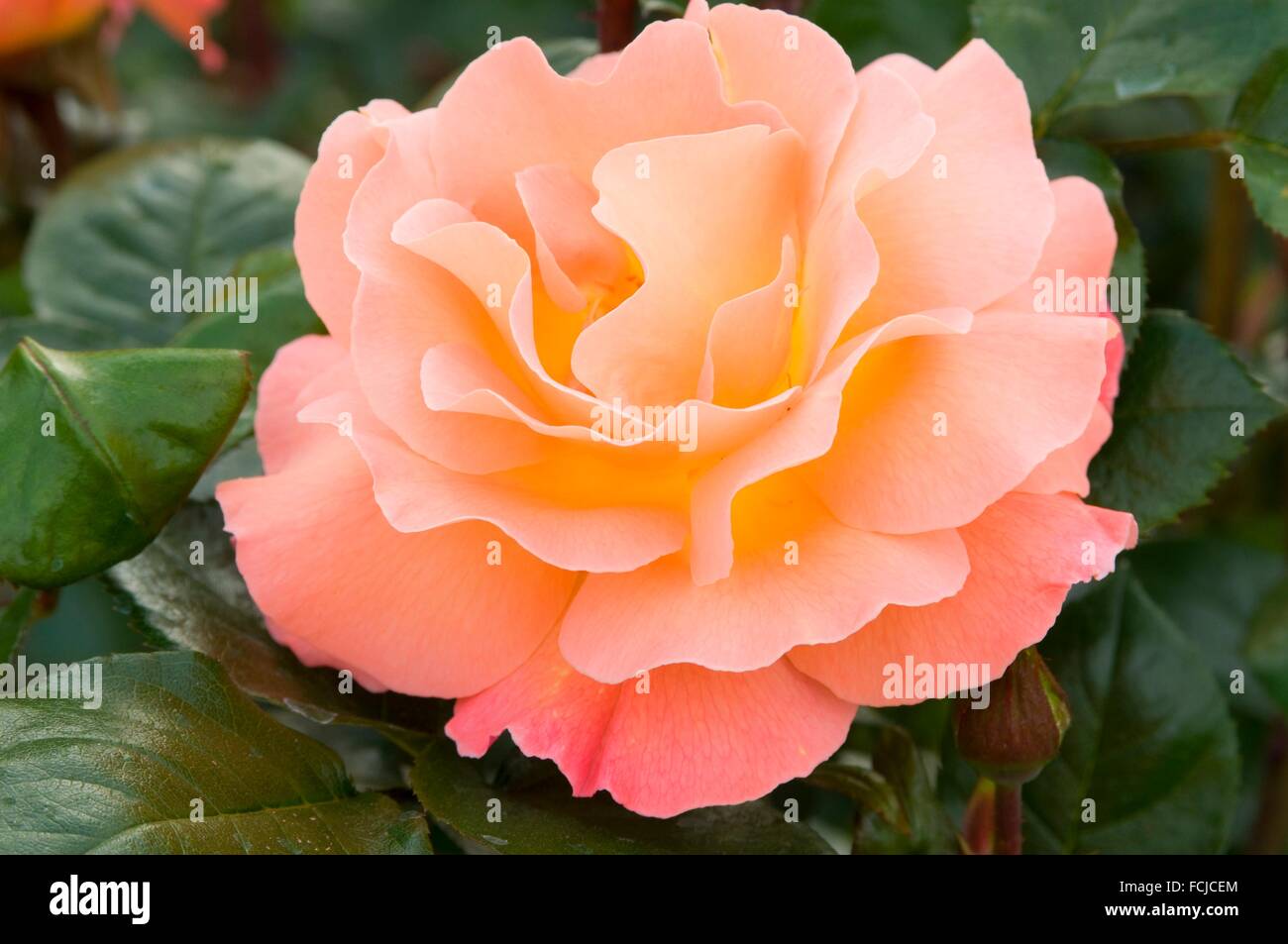 Harkness High Resolution Stock Photography and Images - Alamy