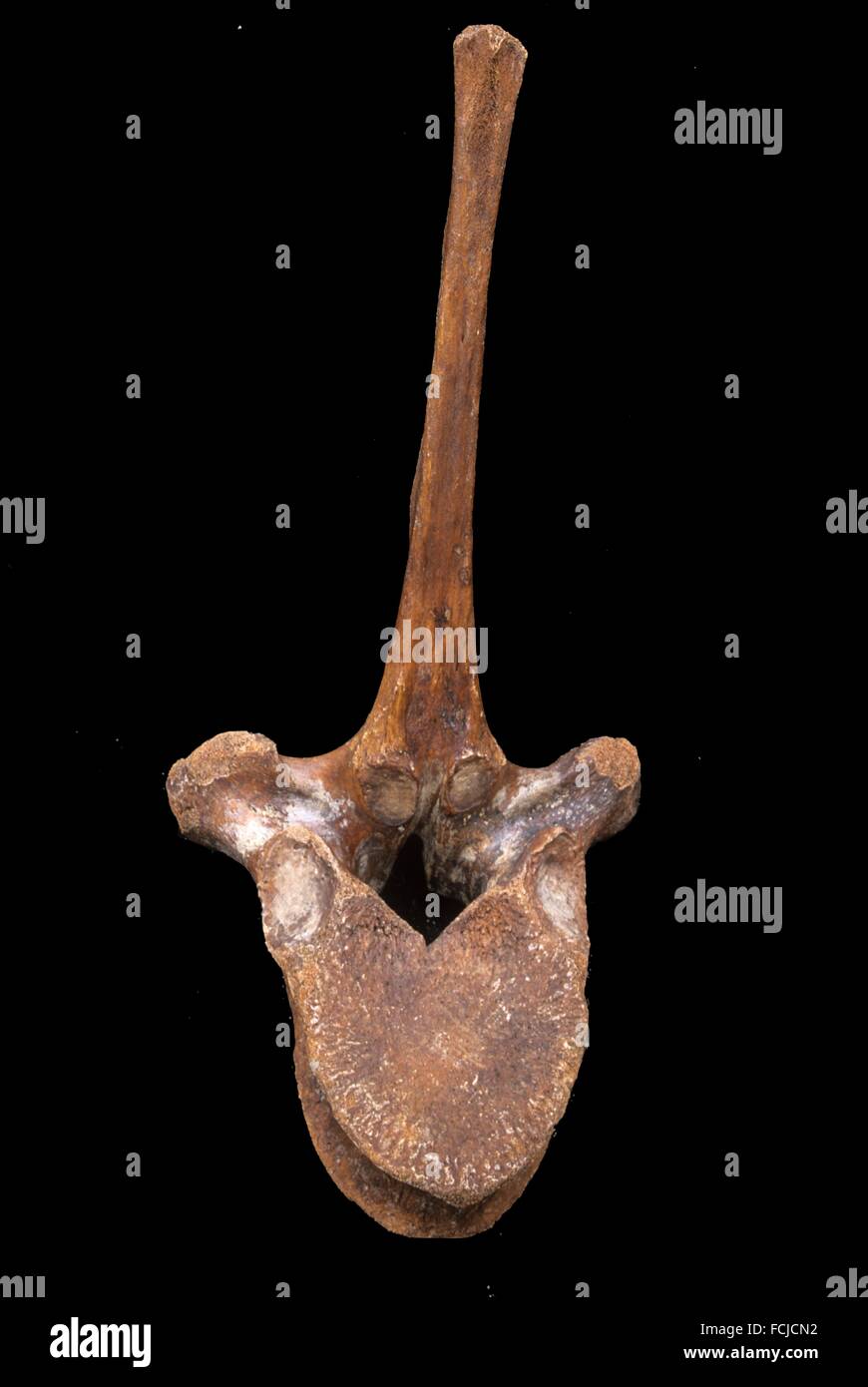 Elephant fossils hi-res stock photography and images - Alamy