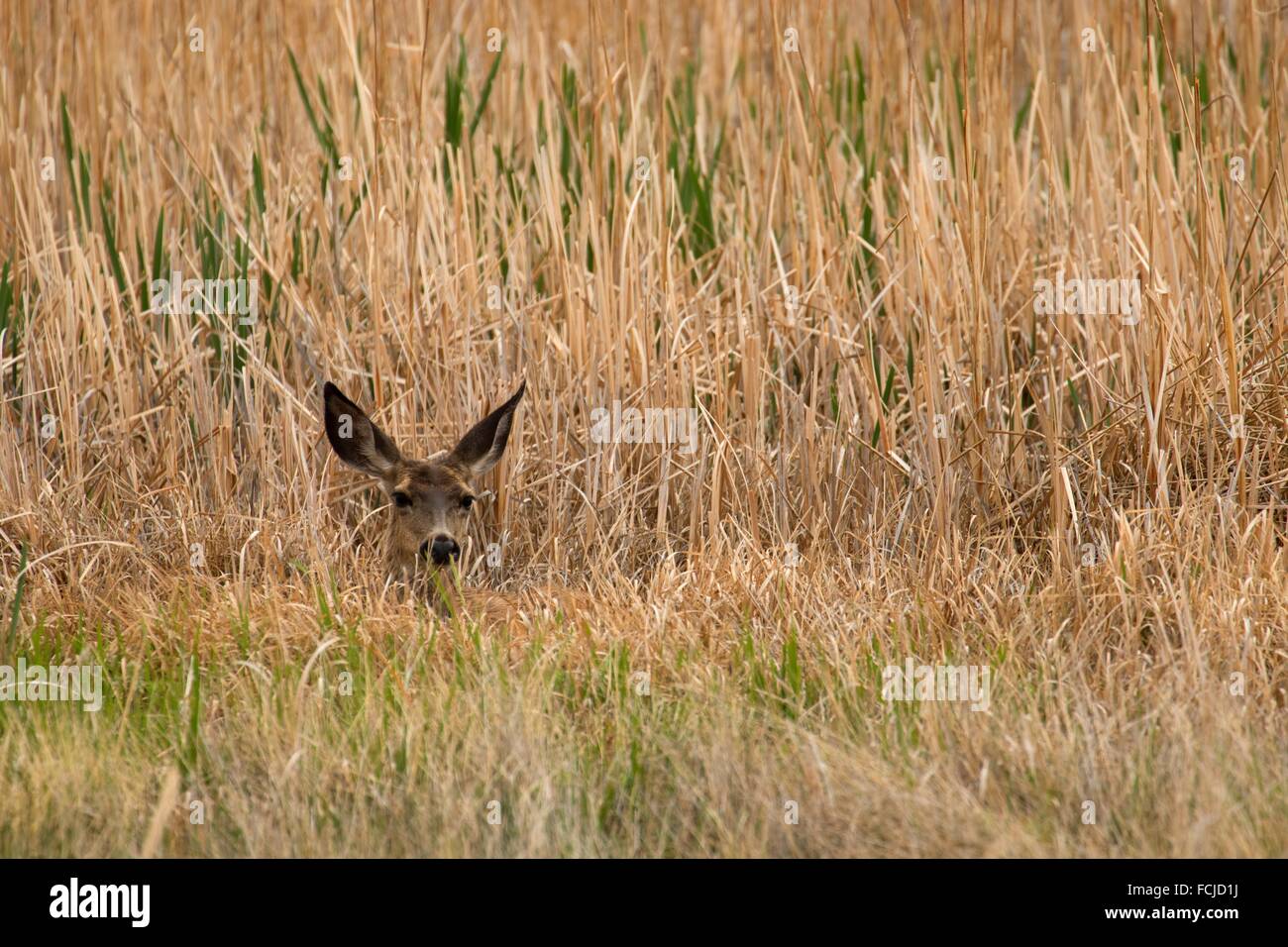 Sheldon refuge hi-res stock photography and images - Alamy