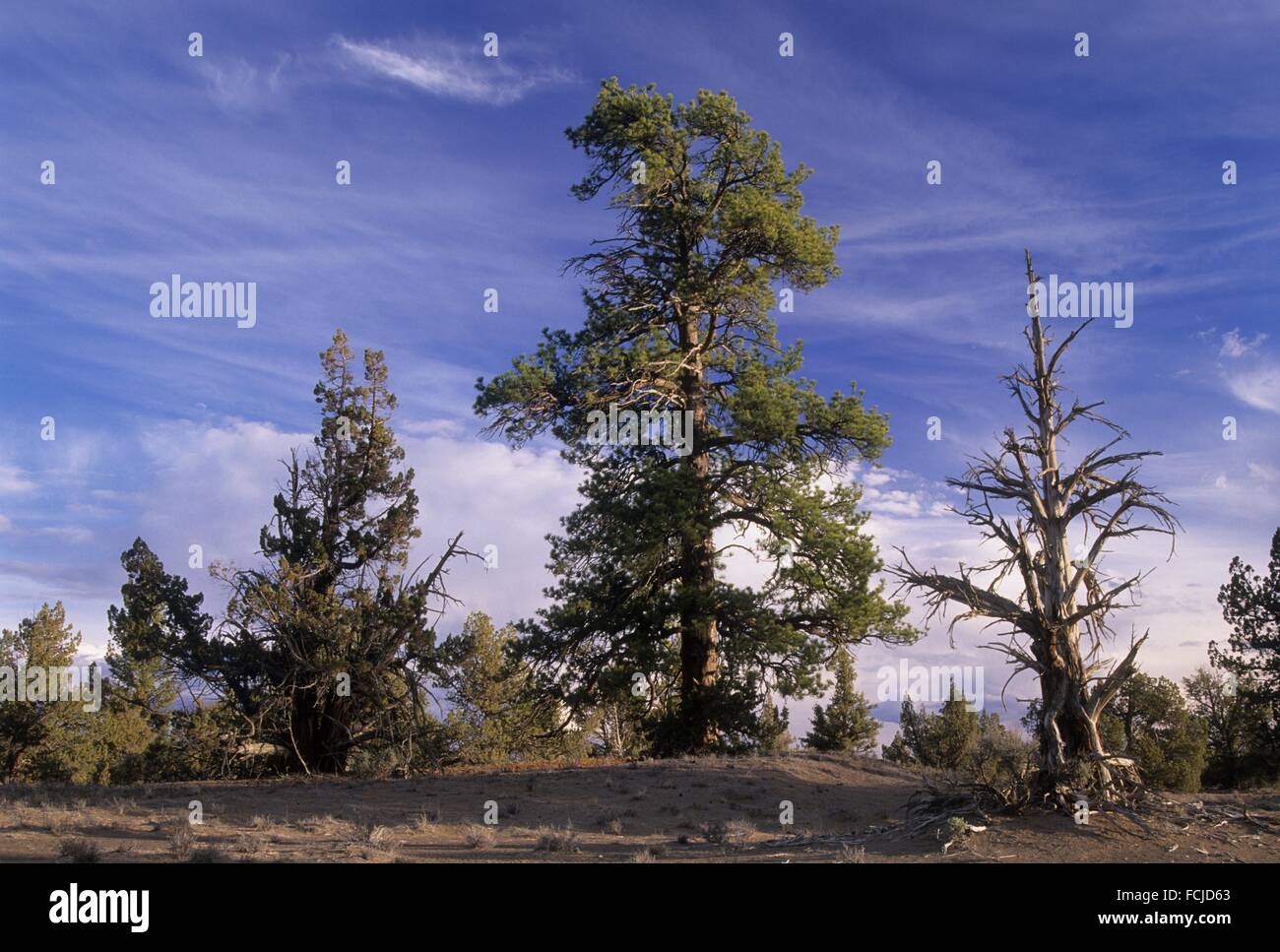 Pinus Occidentalis High Resolution Stock Photography and Images - Alamy