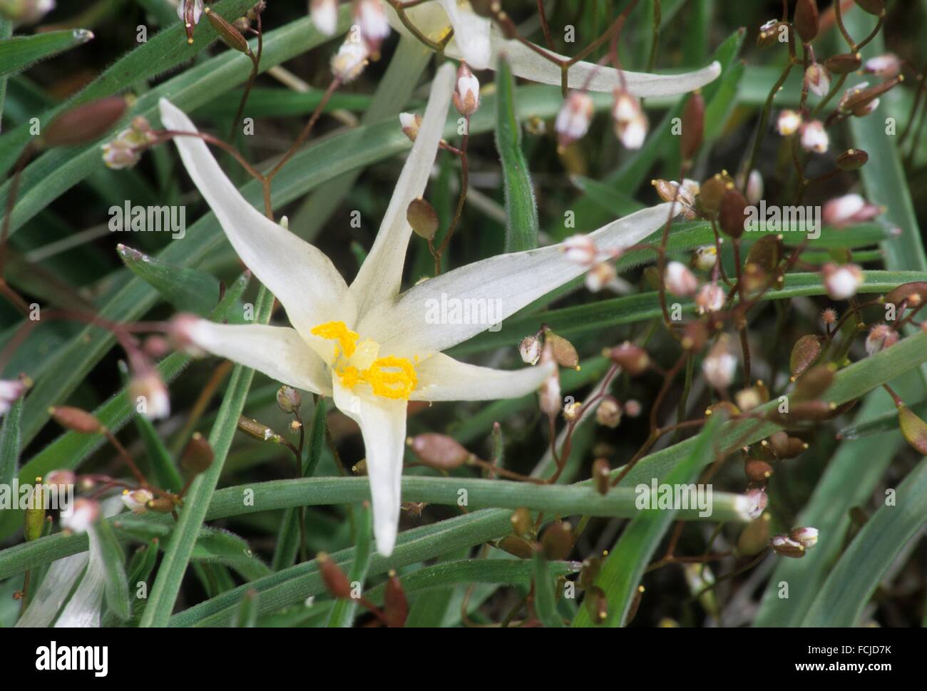 Sand lily hi-res stock photography and images - Alamy