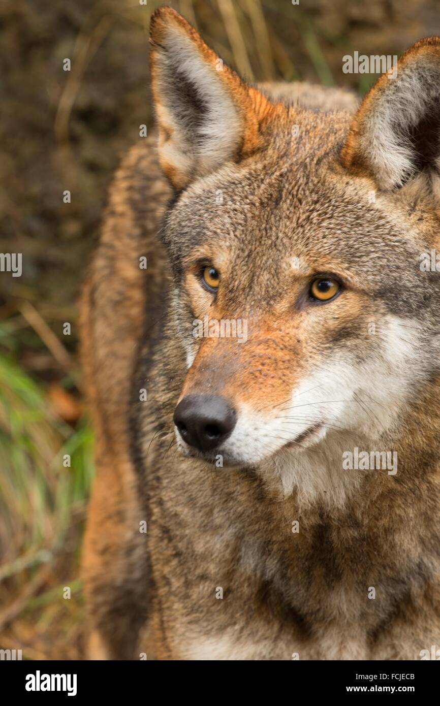 Point defiance zoo wolf hi-res stock photography and images - Alamy